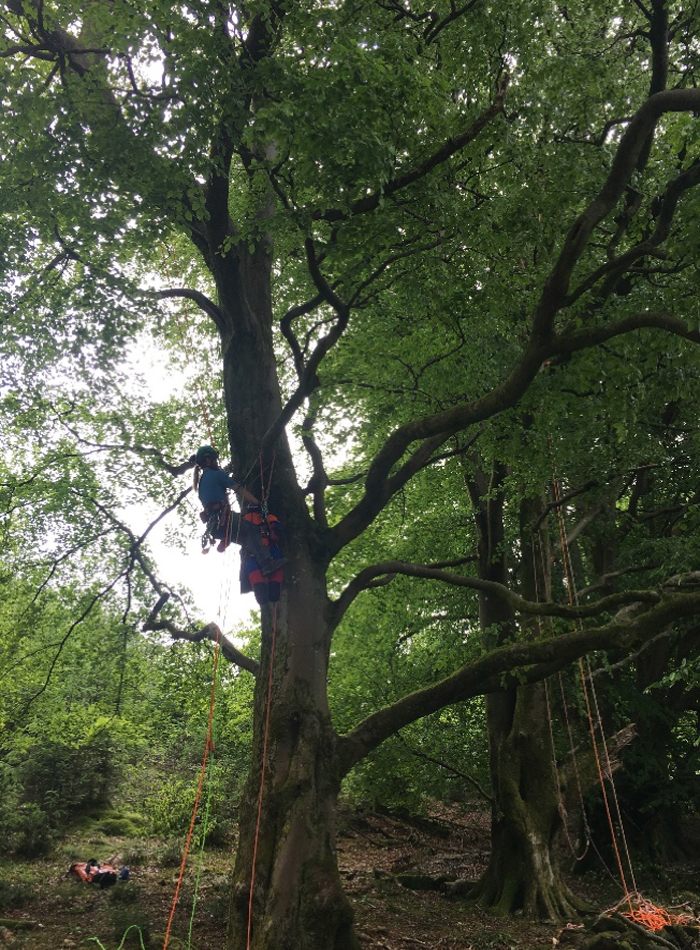 Tree Vision – Tree Vision