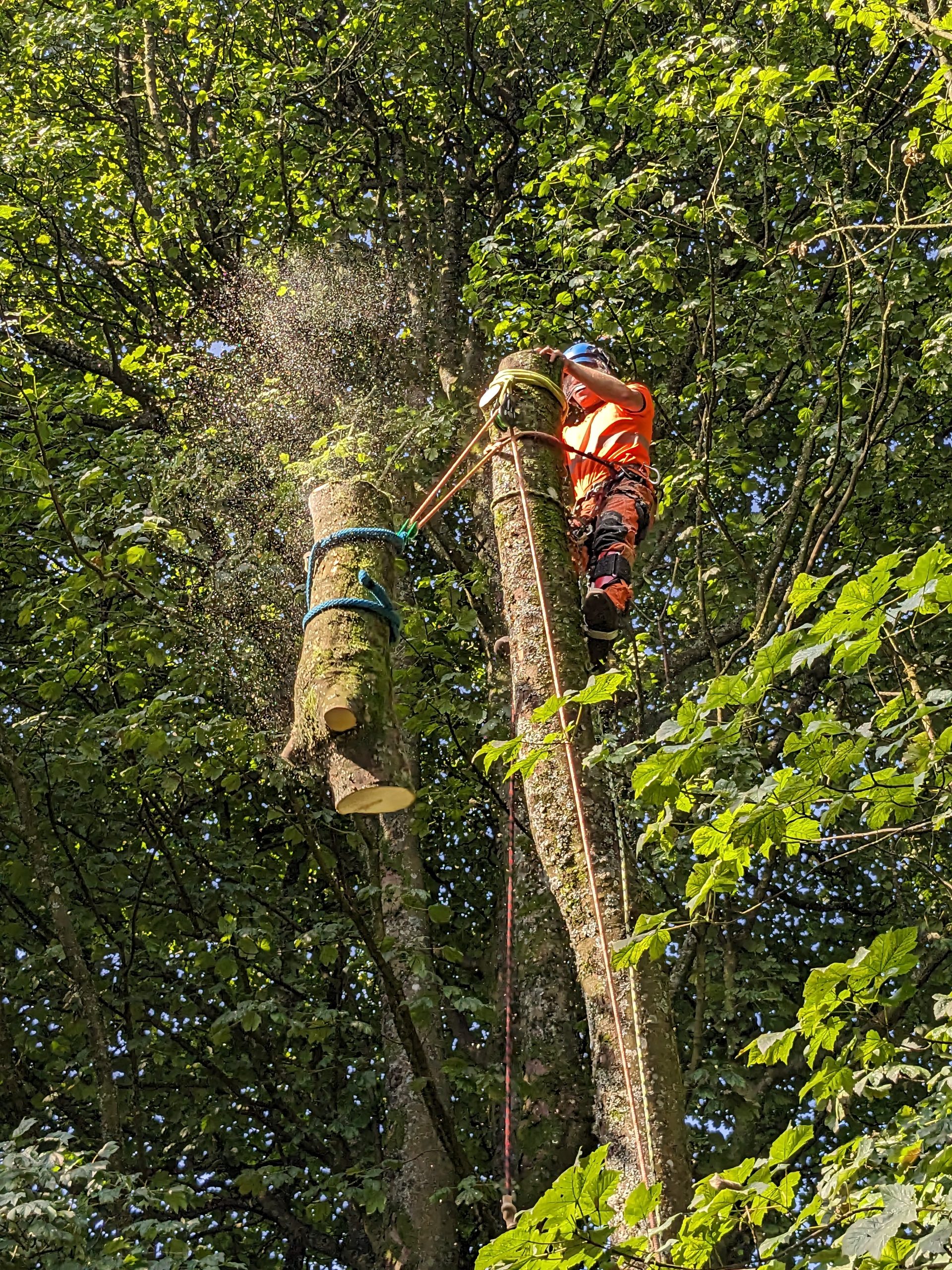 Gallery – Tree Vision