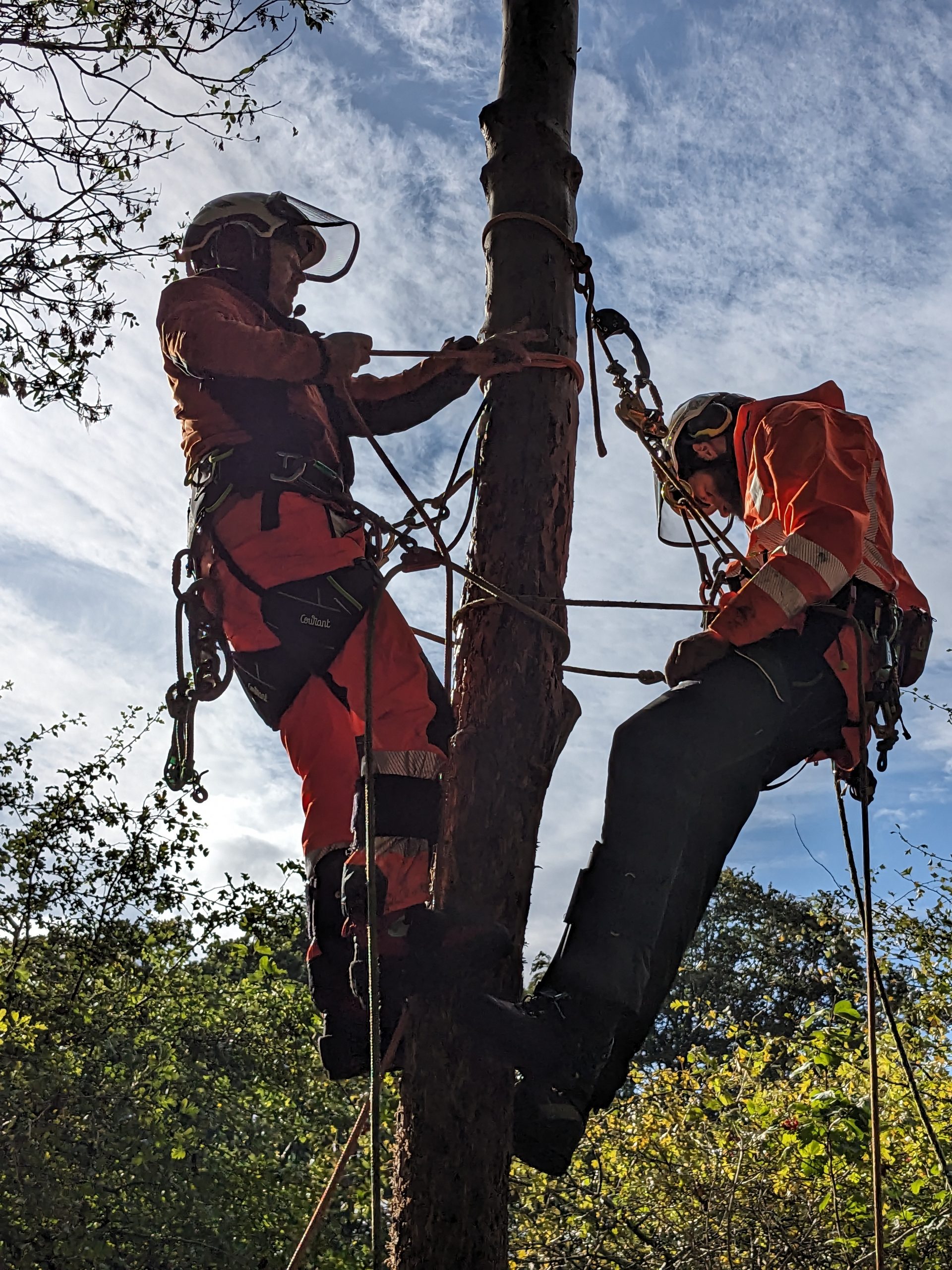 Gallery – Tree Vision