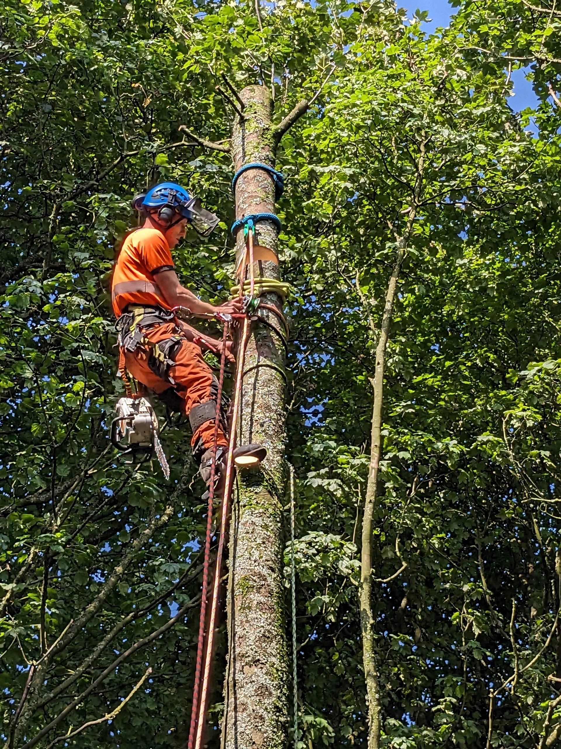 Gallery – Tree Vision