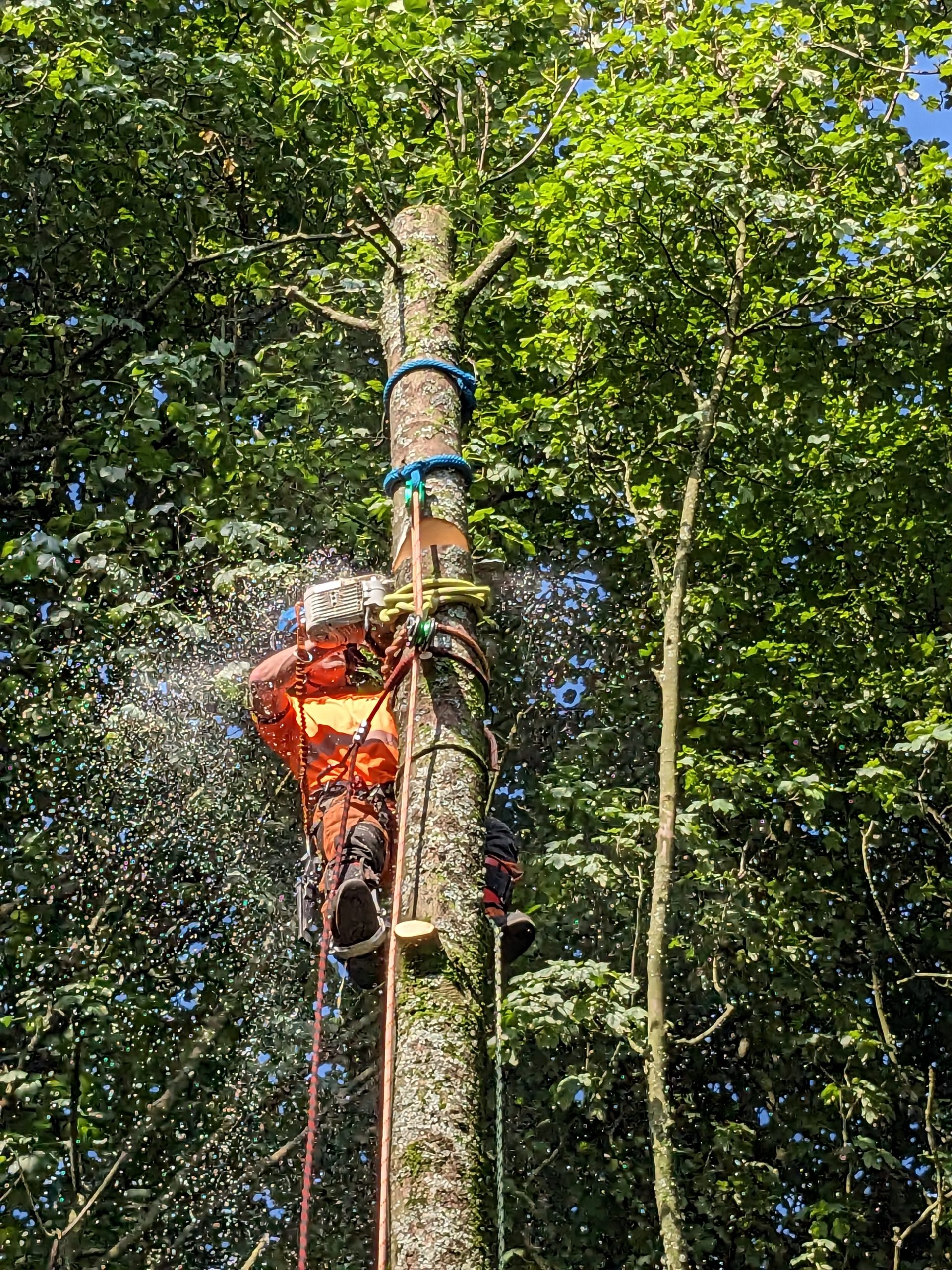 Gallery – Tree Vision