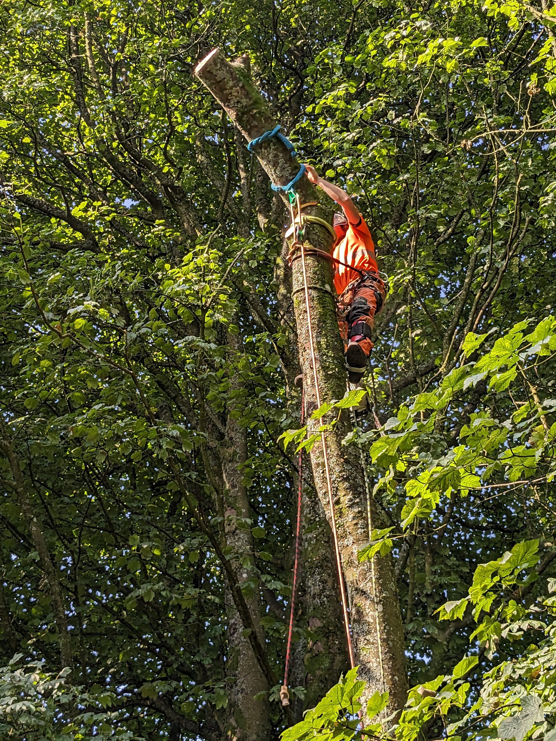 Gallery – Tree Vision