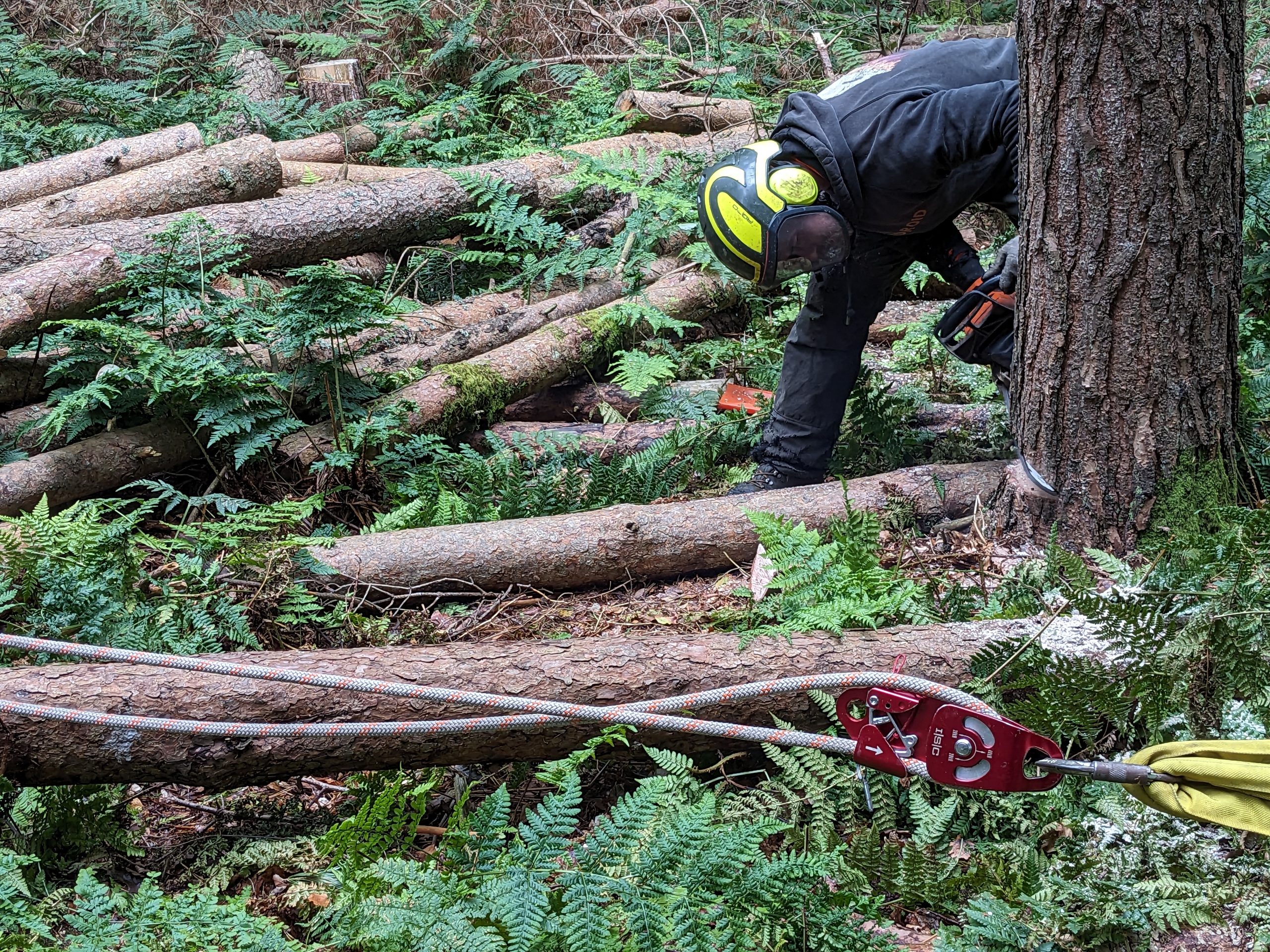 Gallery – Tree Vision