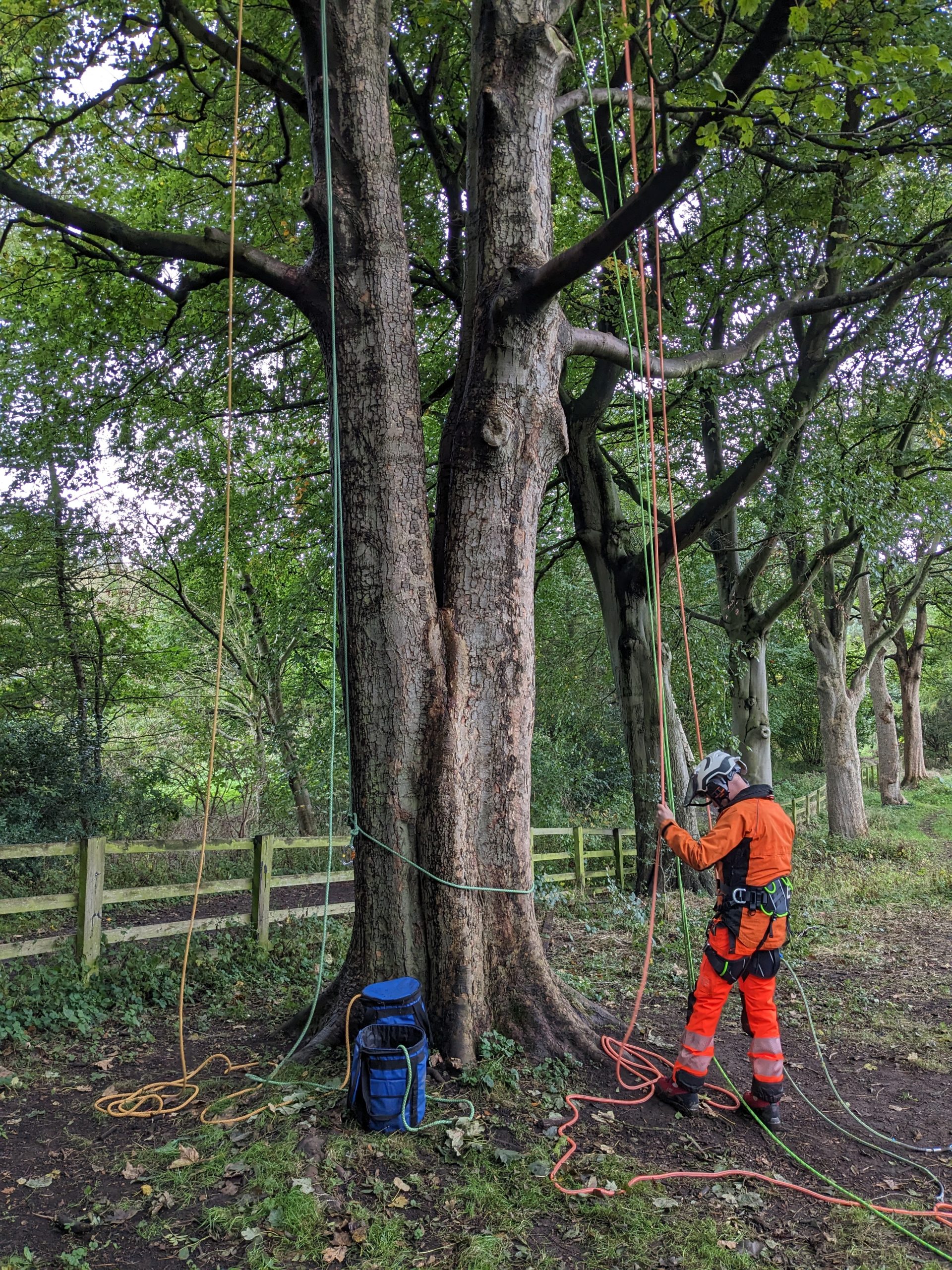 Gallery – Tree Vision