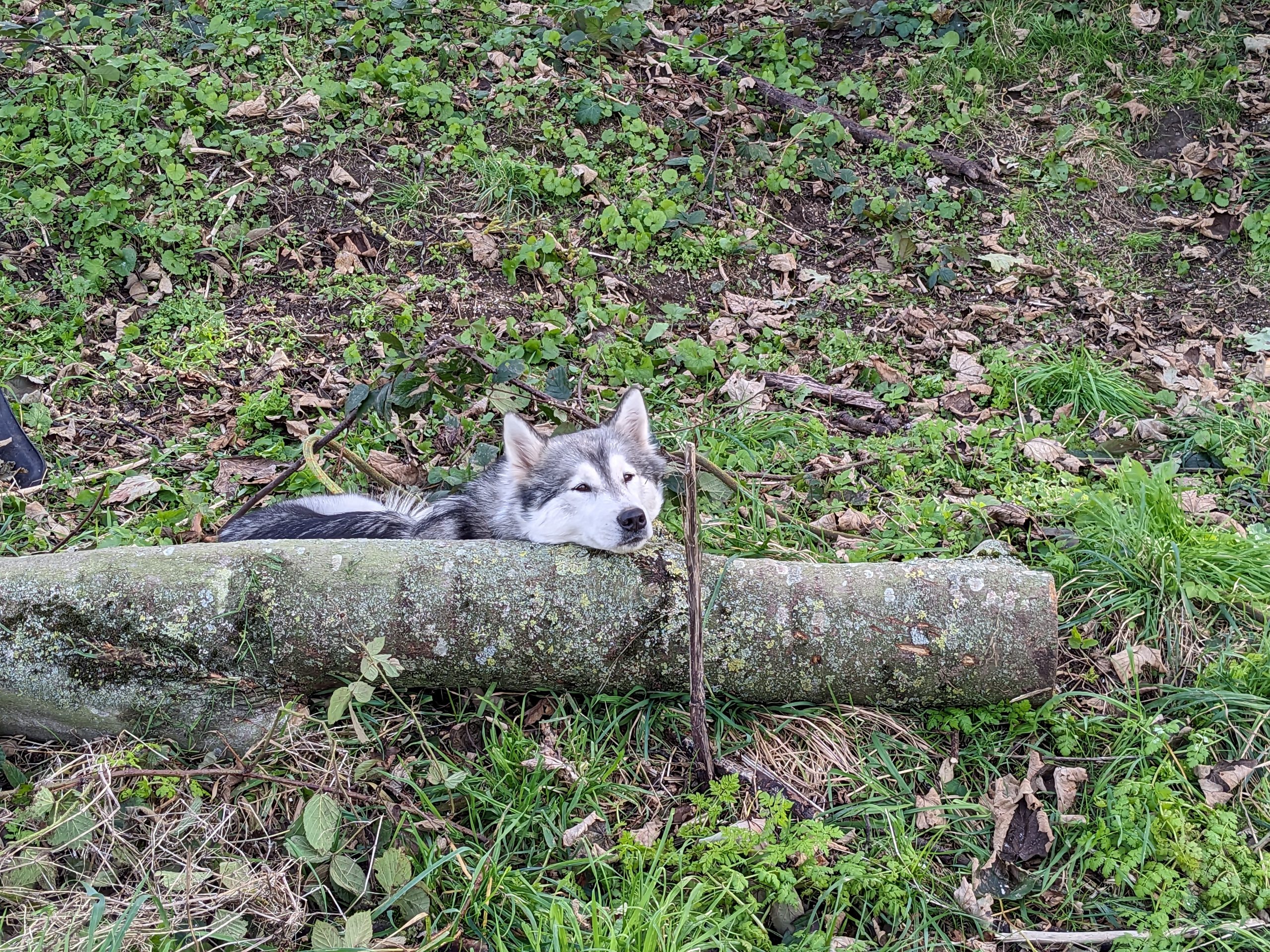 Gallery – Tree Vision