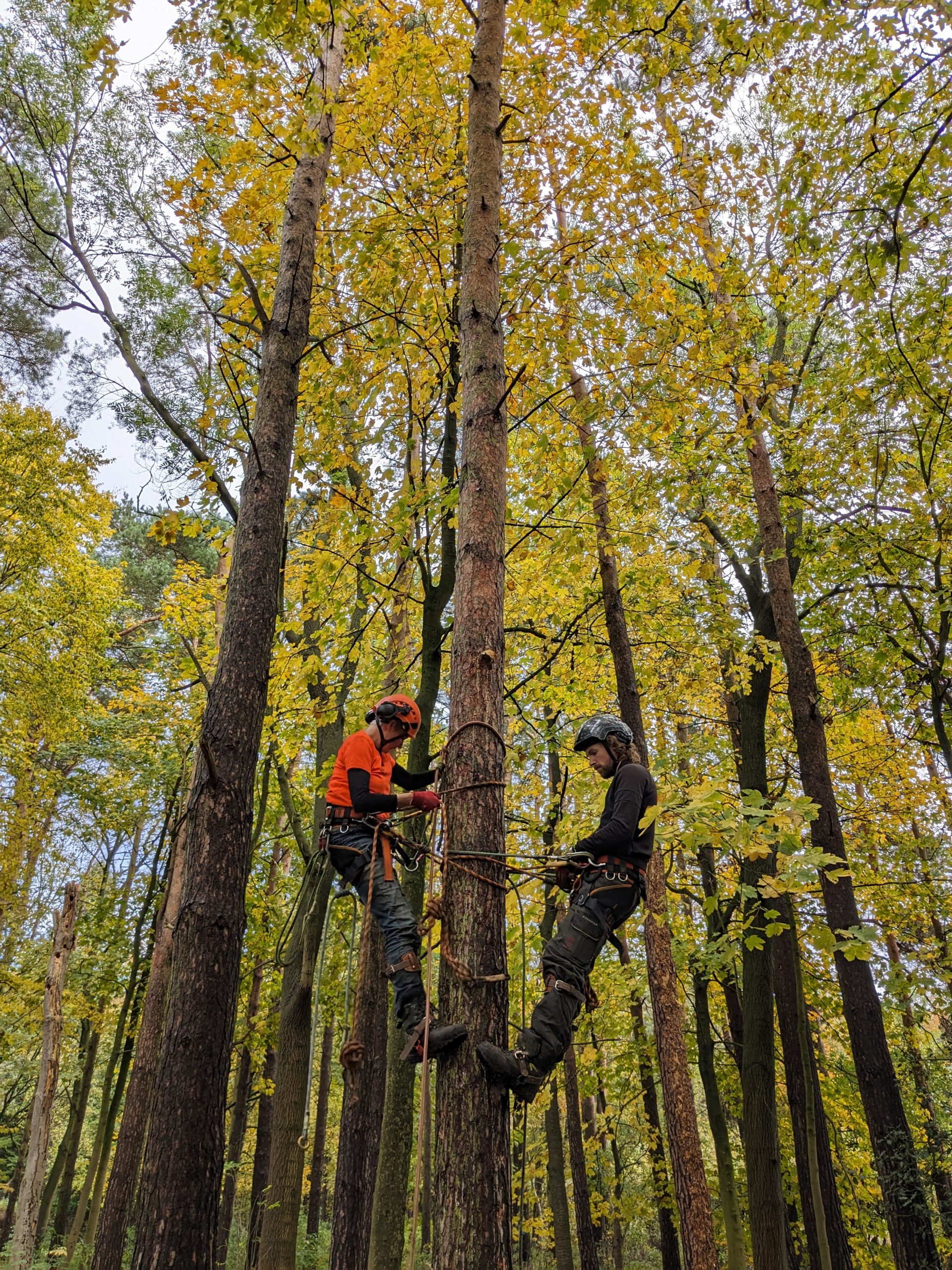 Gallery – Tree Vision