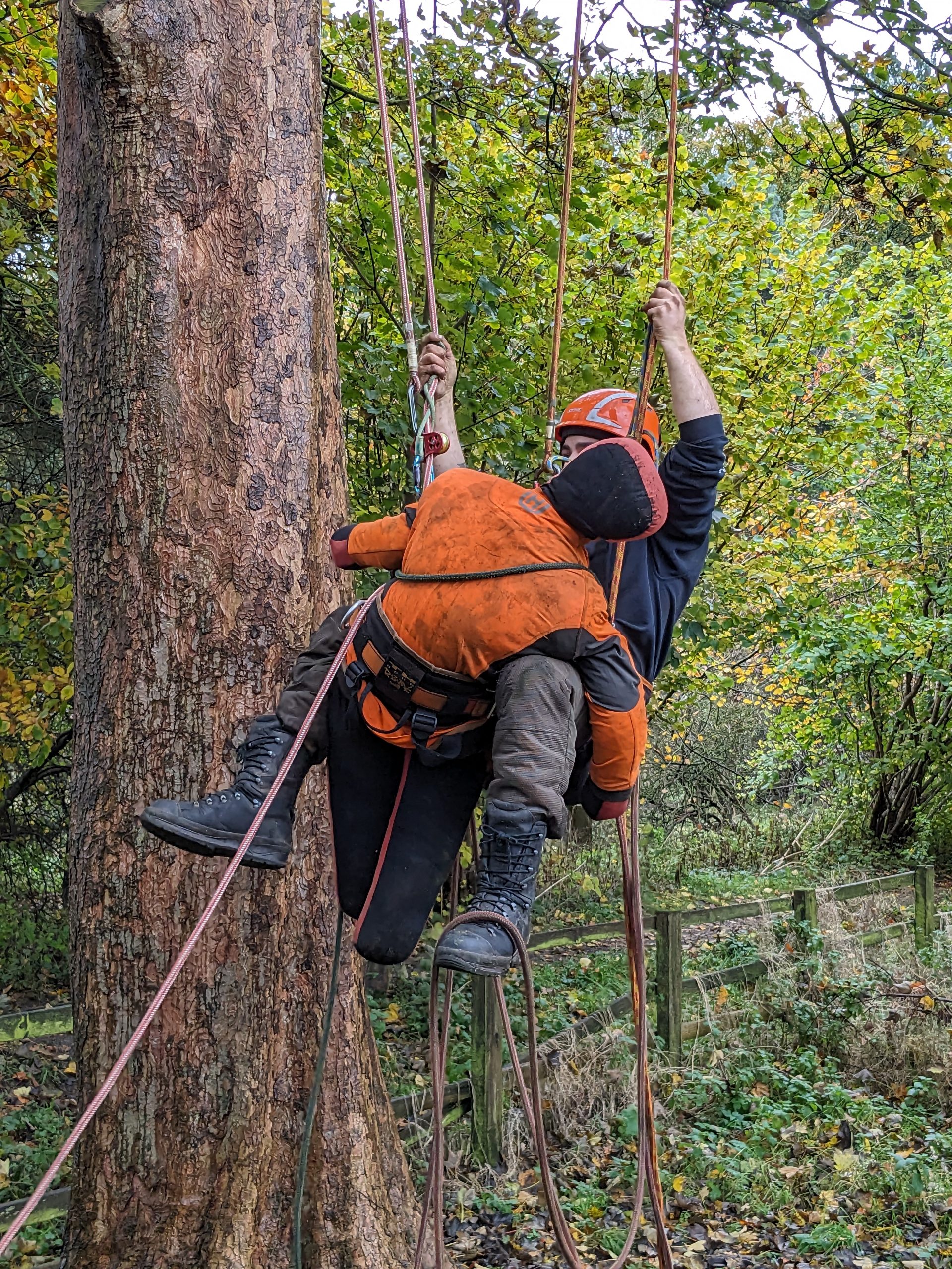 Gallery – Tree Vision