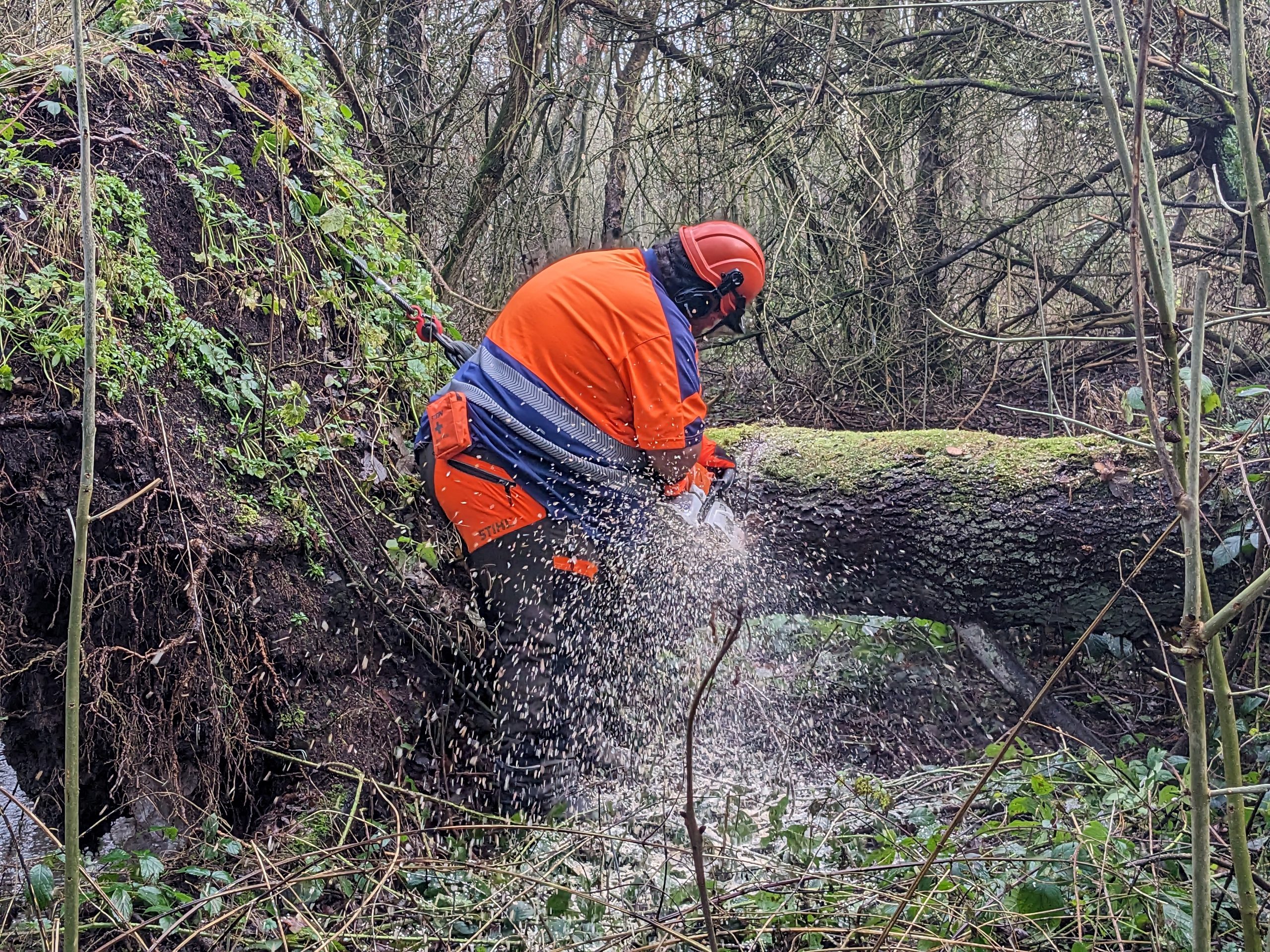 Gallery – Tree Vision