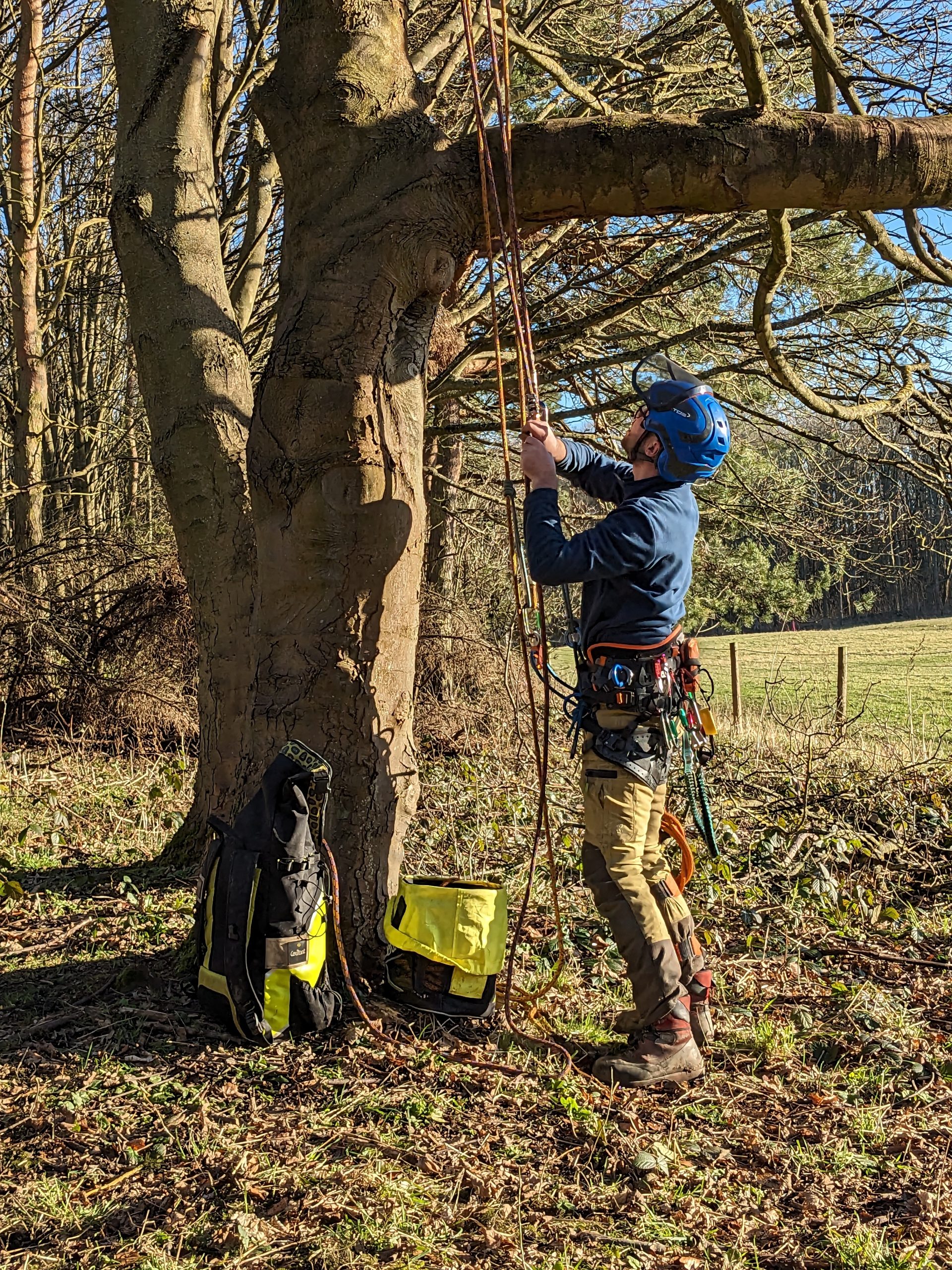 Gallery – Tree Vision