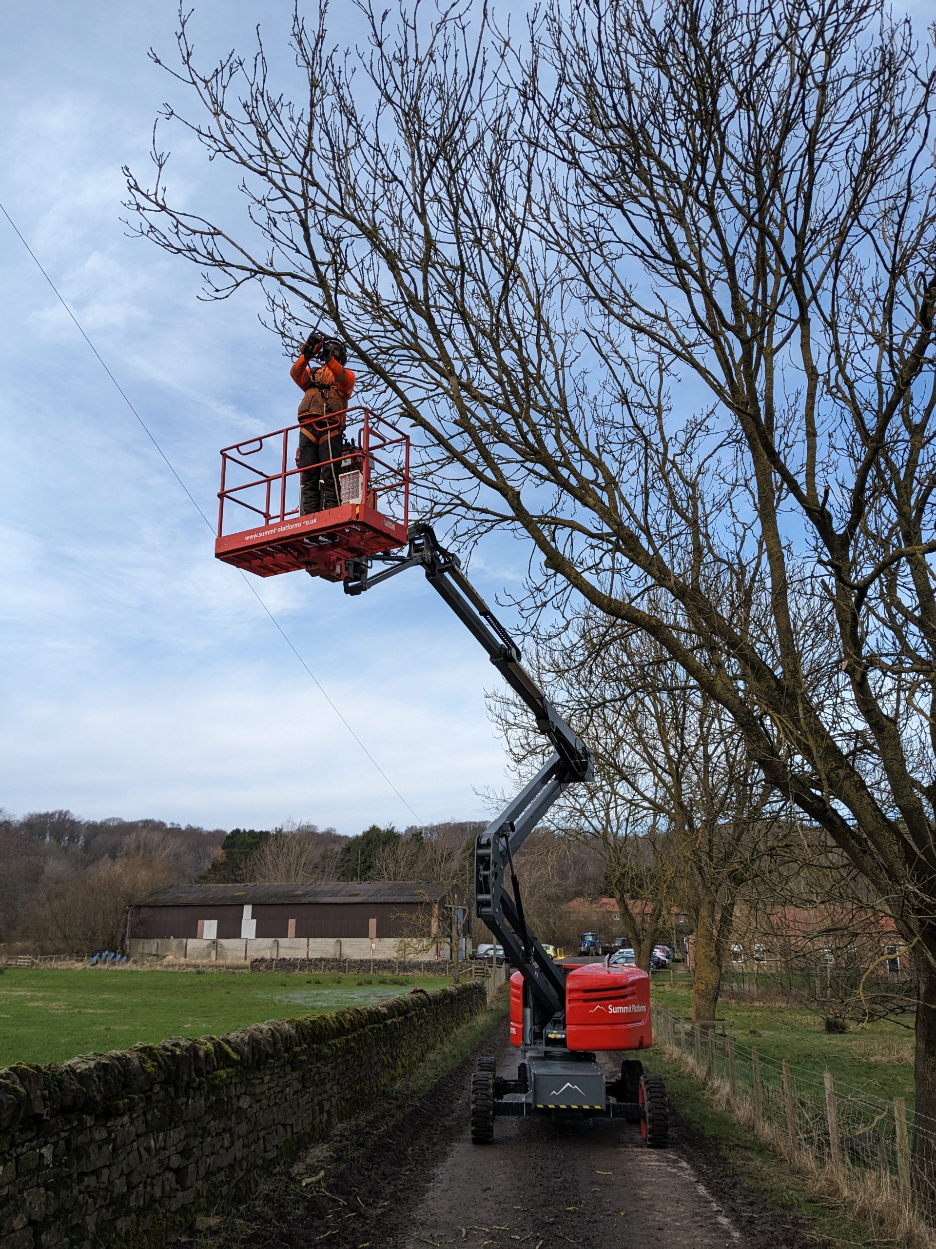 Gallery – Tree Vision