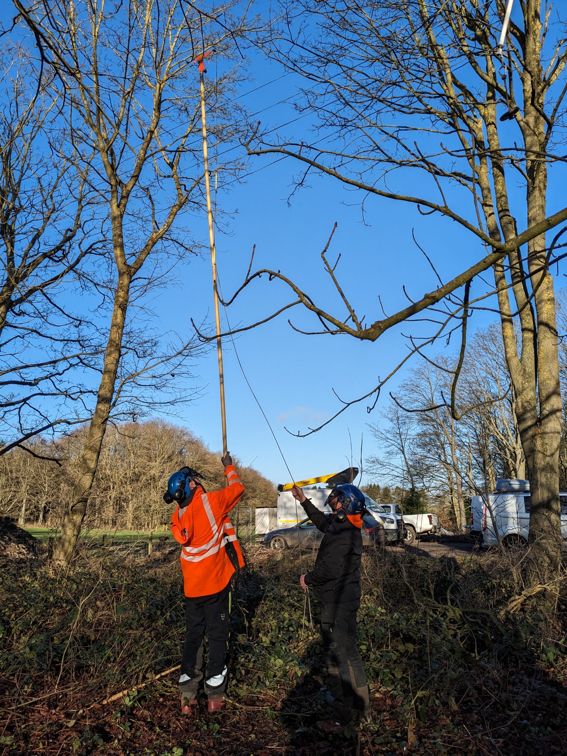 Gallery – Tree Vision