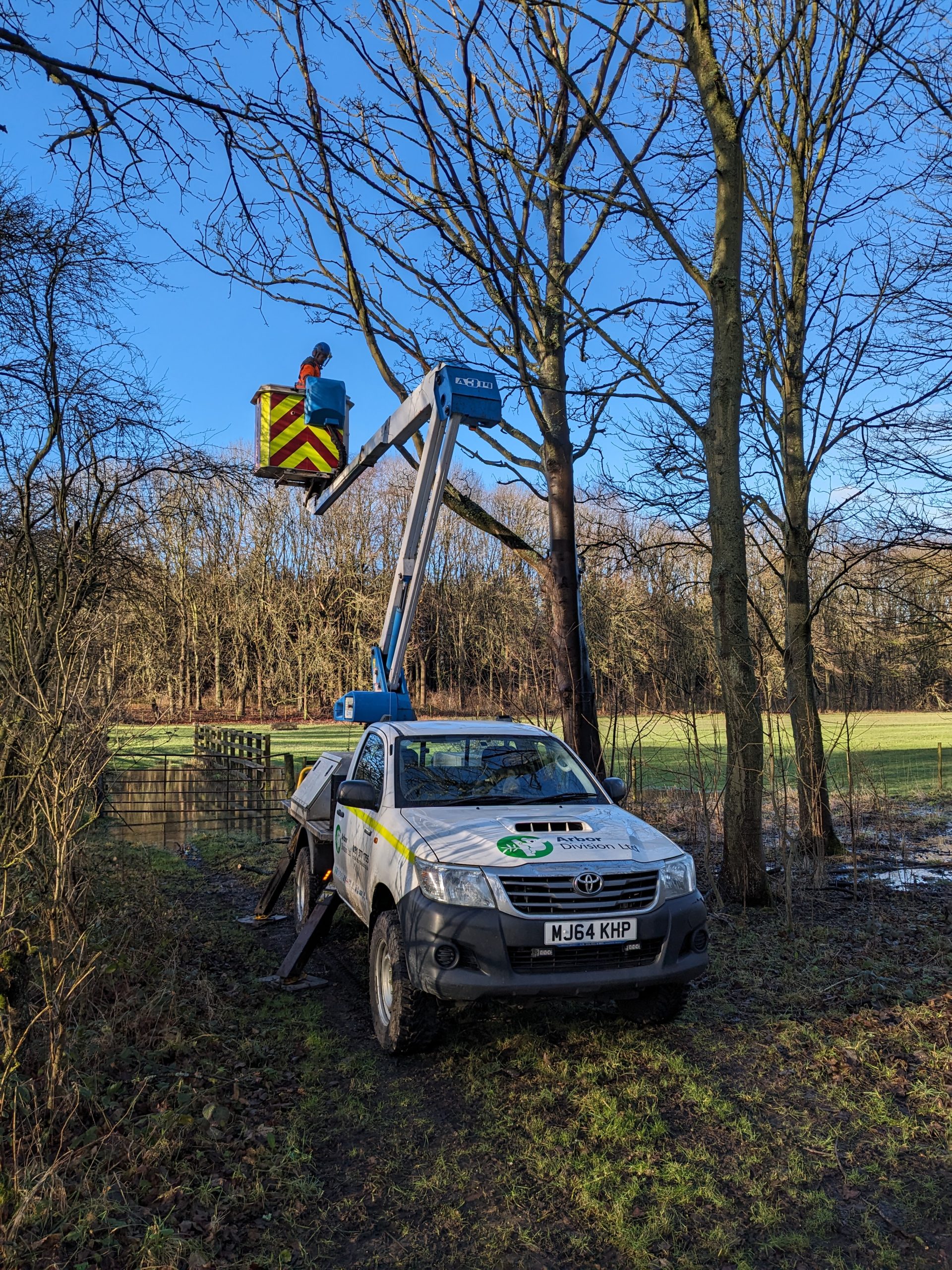 Gallery – Tree Vision