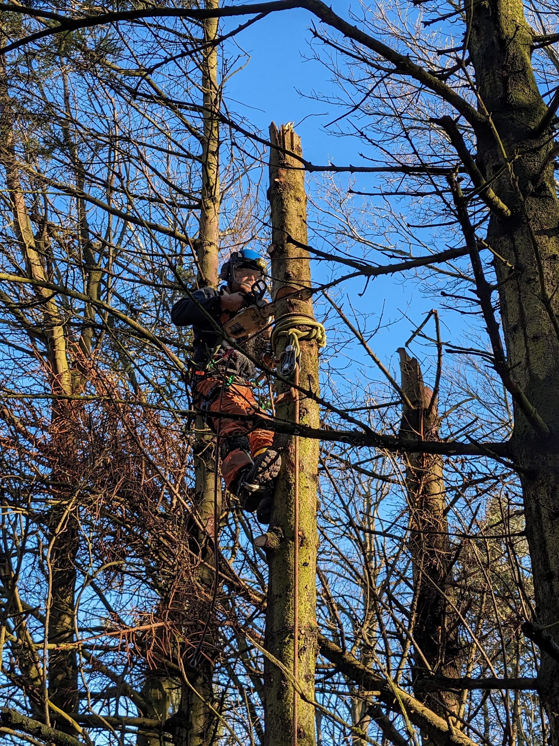 Gallery – Tree Vision